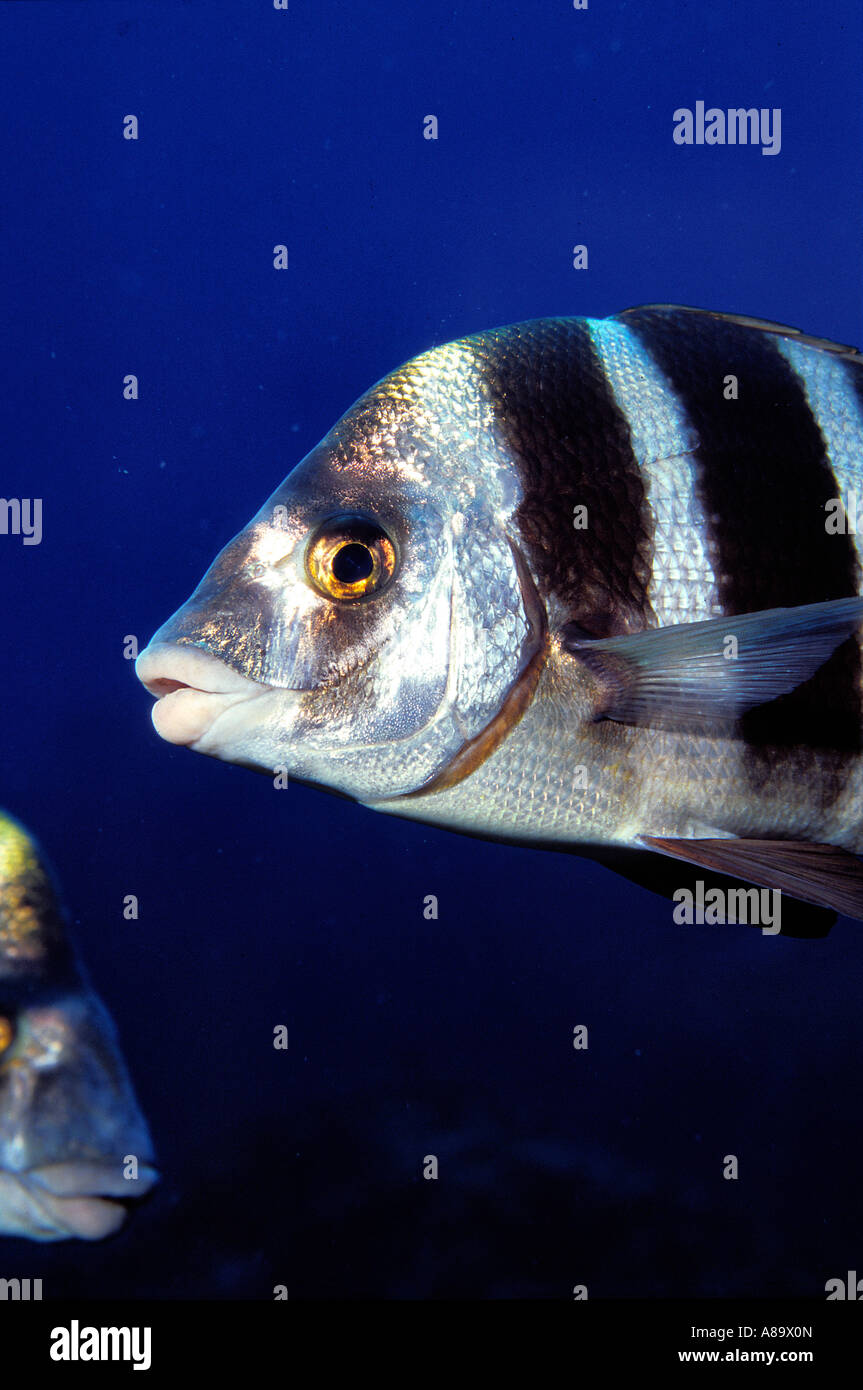 Sea bream canary islands hi-res stock photography and images - Alamy