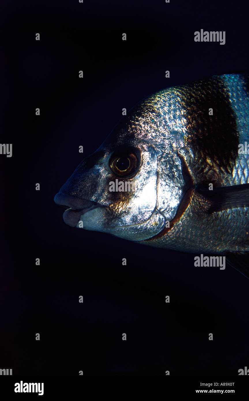 Sea bream canary islands hi-res stock photography and images - Alamy