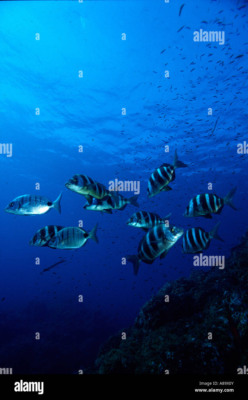 Zebra sea bream diplodus cervinus hi-res stock photography and images ...