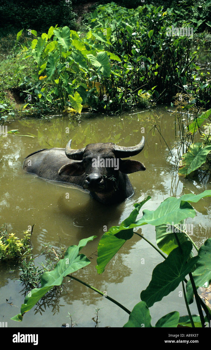 Vietnam Water Buffalo in a pool Stock Photo - Alamy