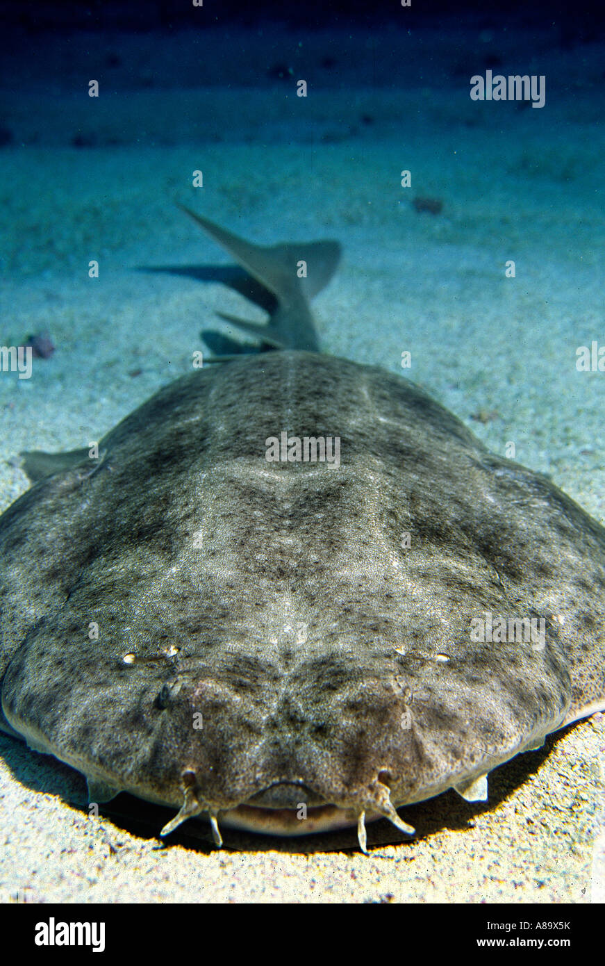 Foreground image of an angel shark common in canarian waters Stock ...