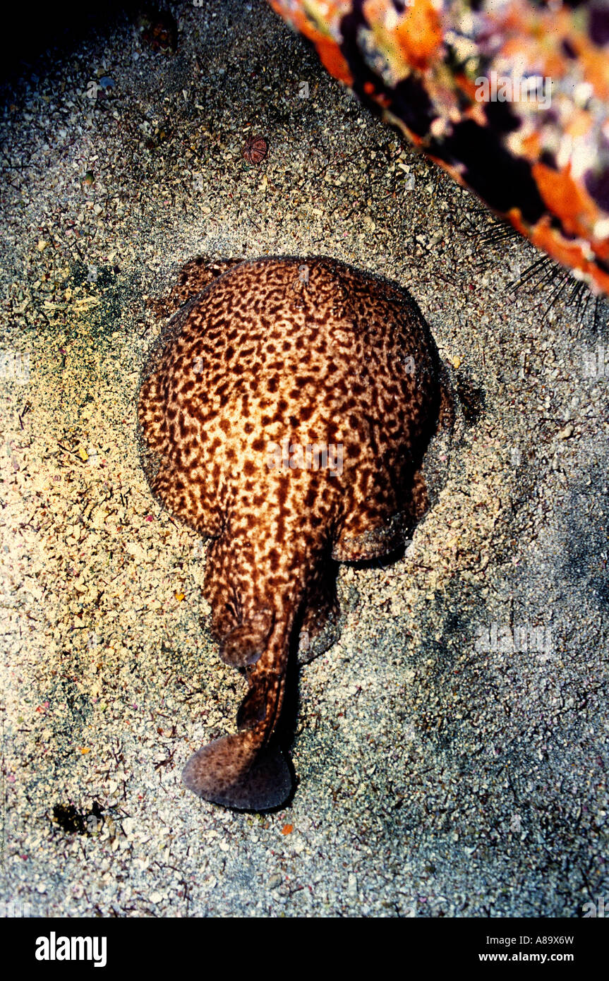 Torpedo ray characteristic due to its electric shocks Stock Photo - Alamy
