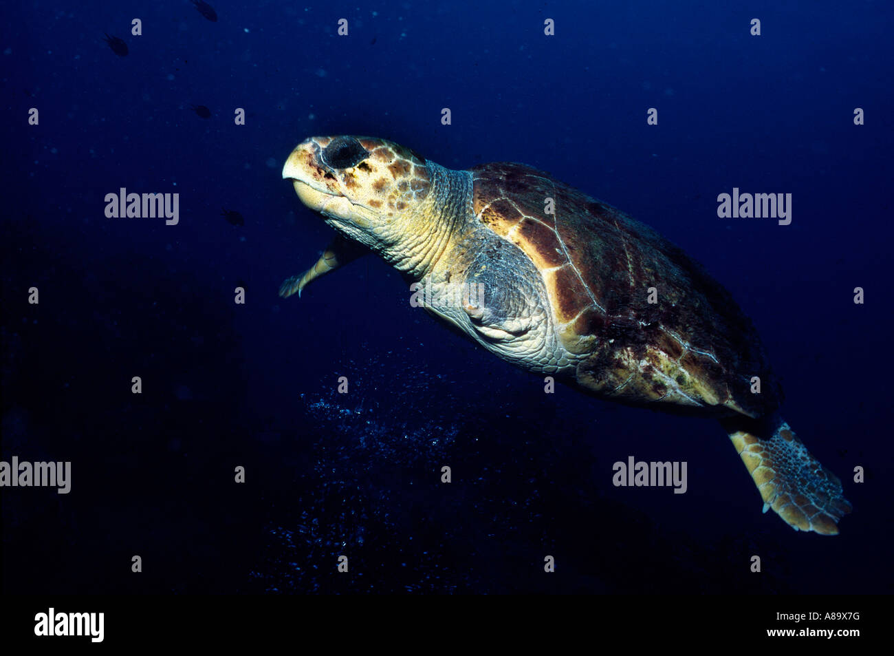 One armed turtle surely due to a fight with a big predator Stock Photo ...