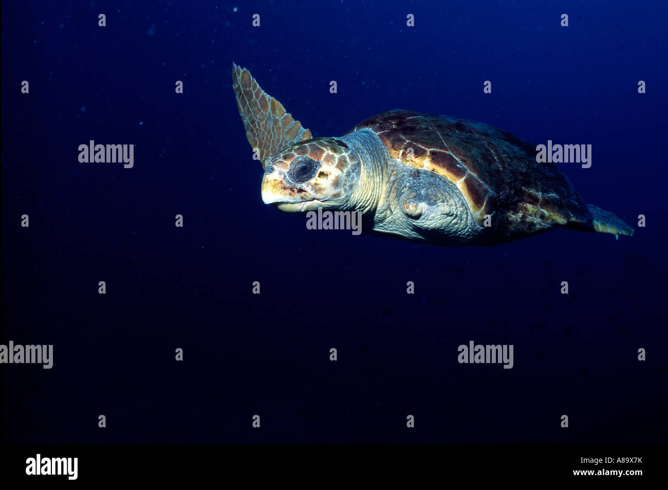 Old one armed turtle the lack of its left arm denounces a turbulent ...