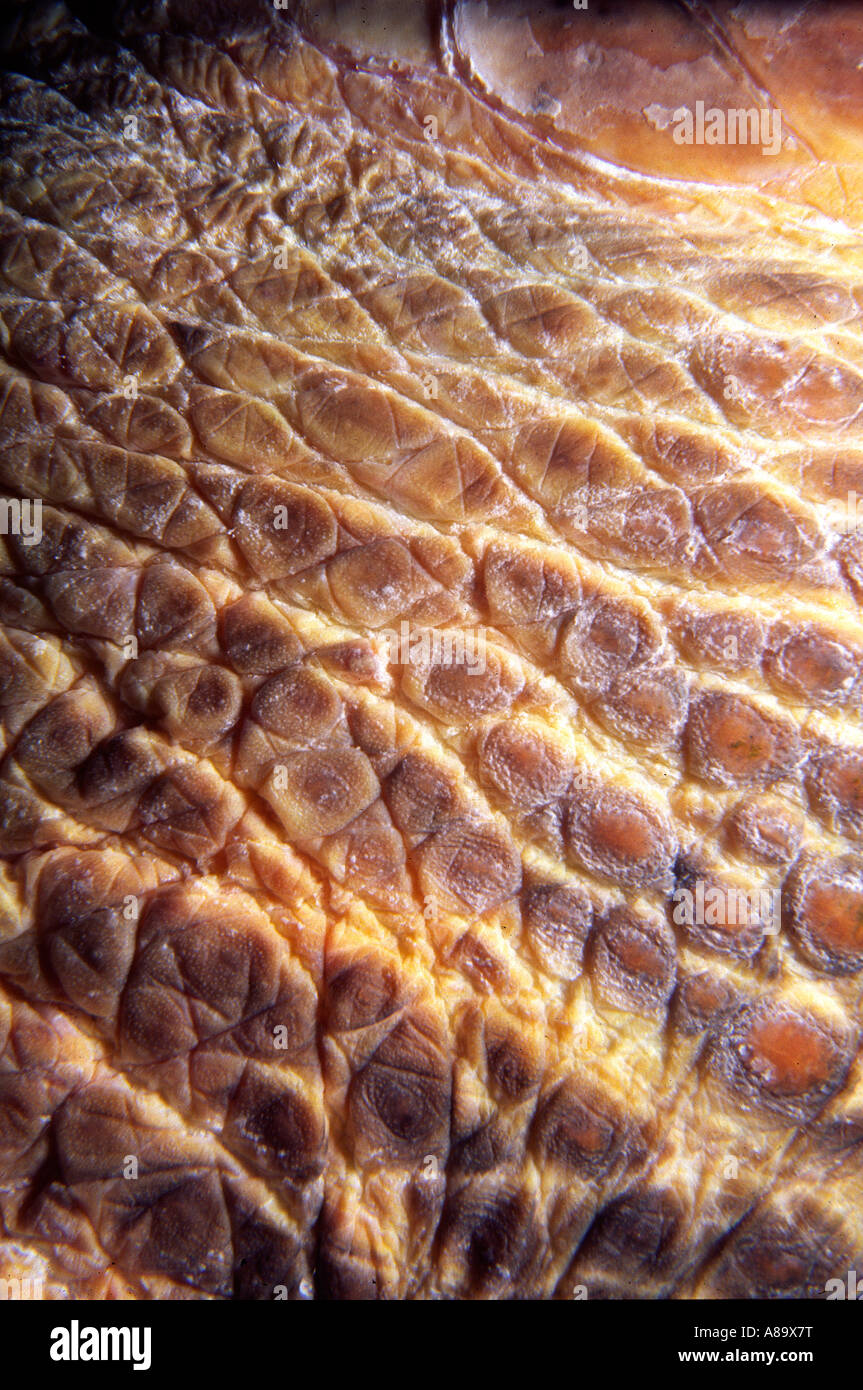 Turtle fur texture Stock Photo - Alamy