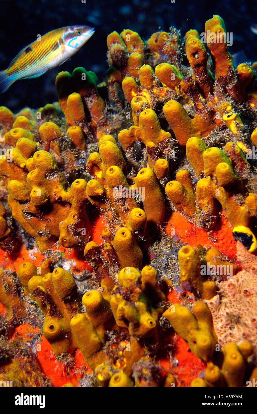 Common sponges hi-res stock photography and images - Alamy