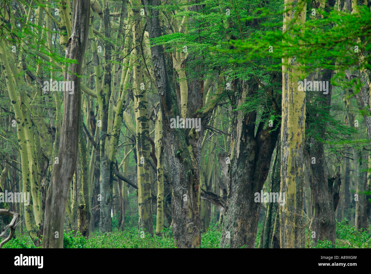 Acacia trees yellow barked acacias also knoan as fever trees Acacia ...