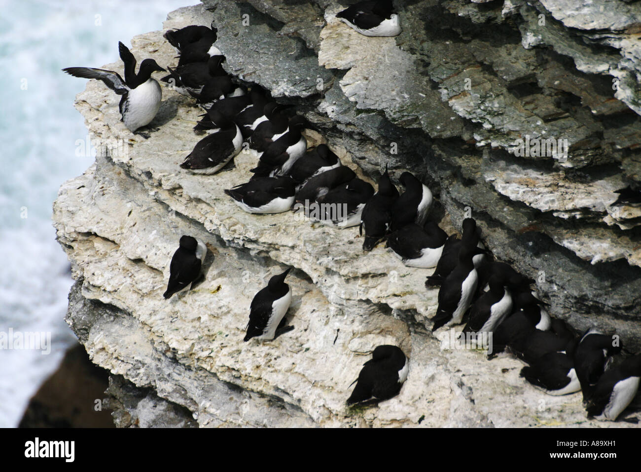 Guillemot colony at Marwick Head RSPB Reserve on Mainland Orkney Stock ...