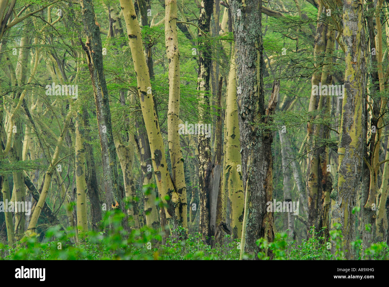 Acacia trees yellow barked acacias also knoan as fever trees Acacia ...