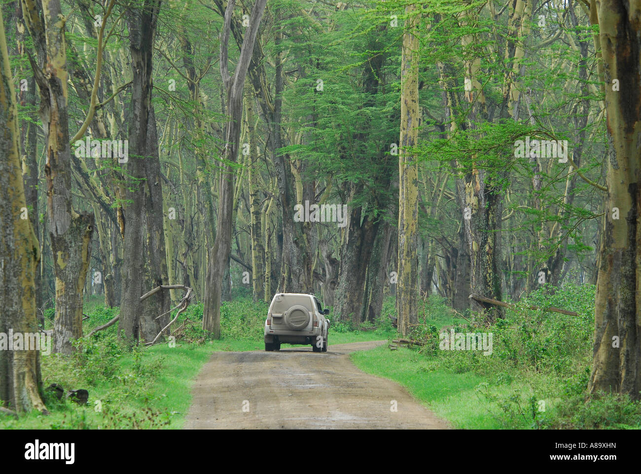 Acacia trees yellow barked acacias also knoan as fever trees Acacia ...