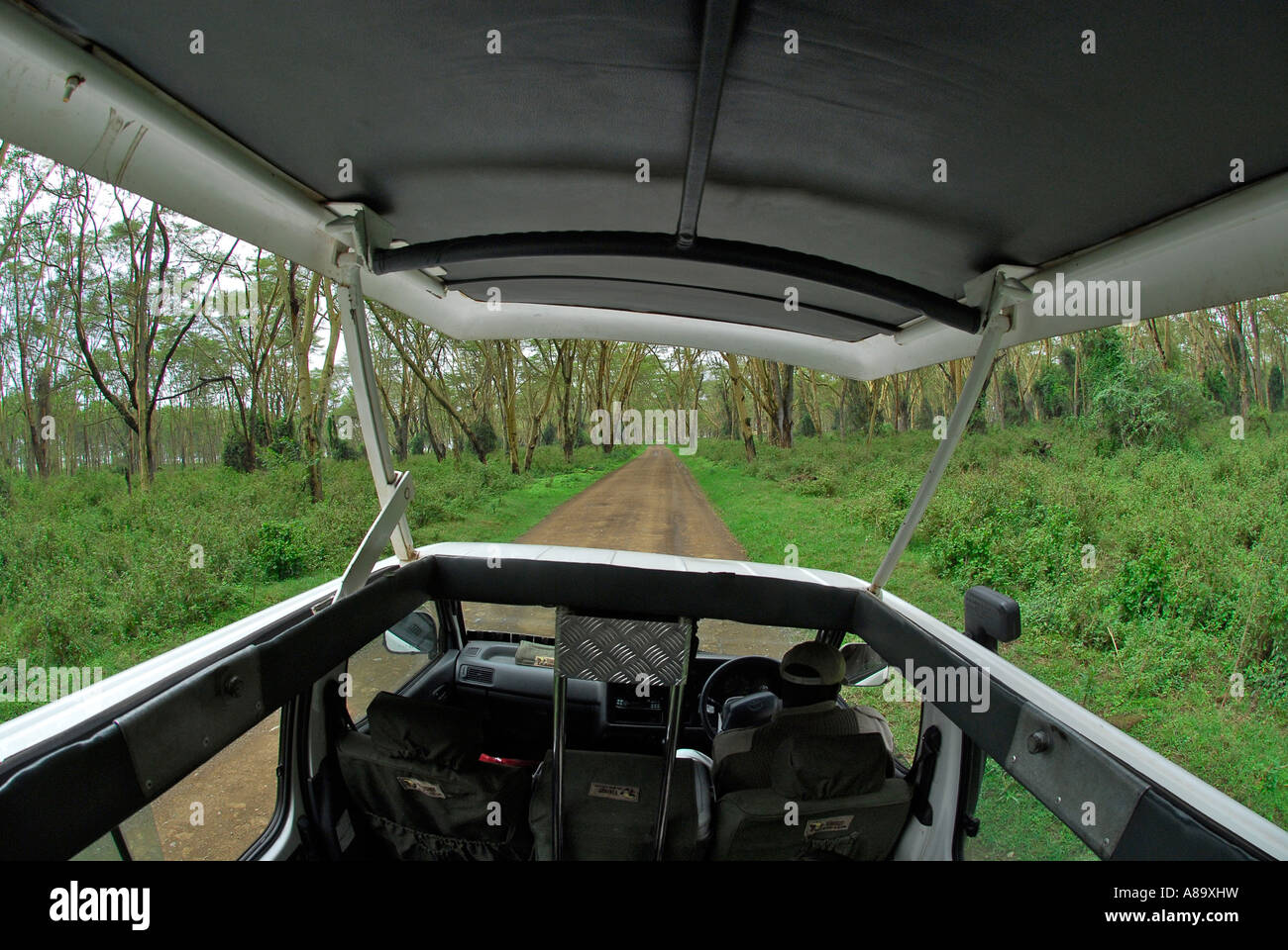 Acacia trees yellow barked acacias also knoan as fever trees Acacia ...