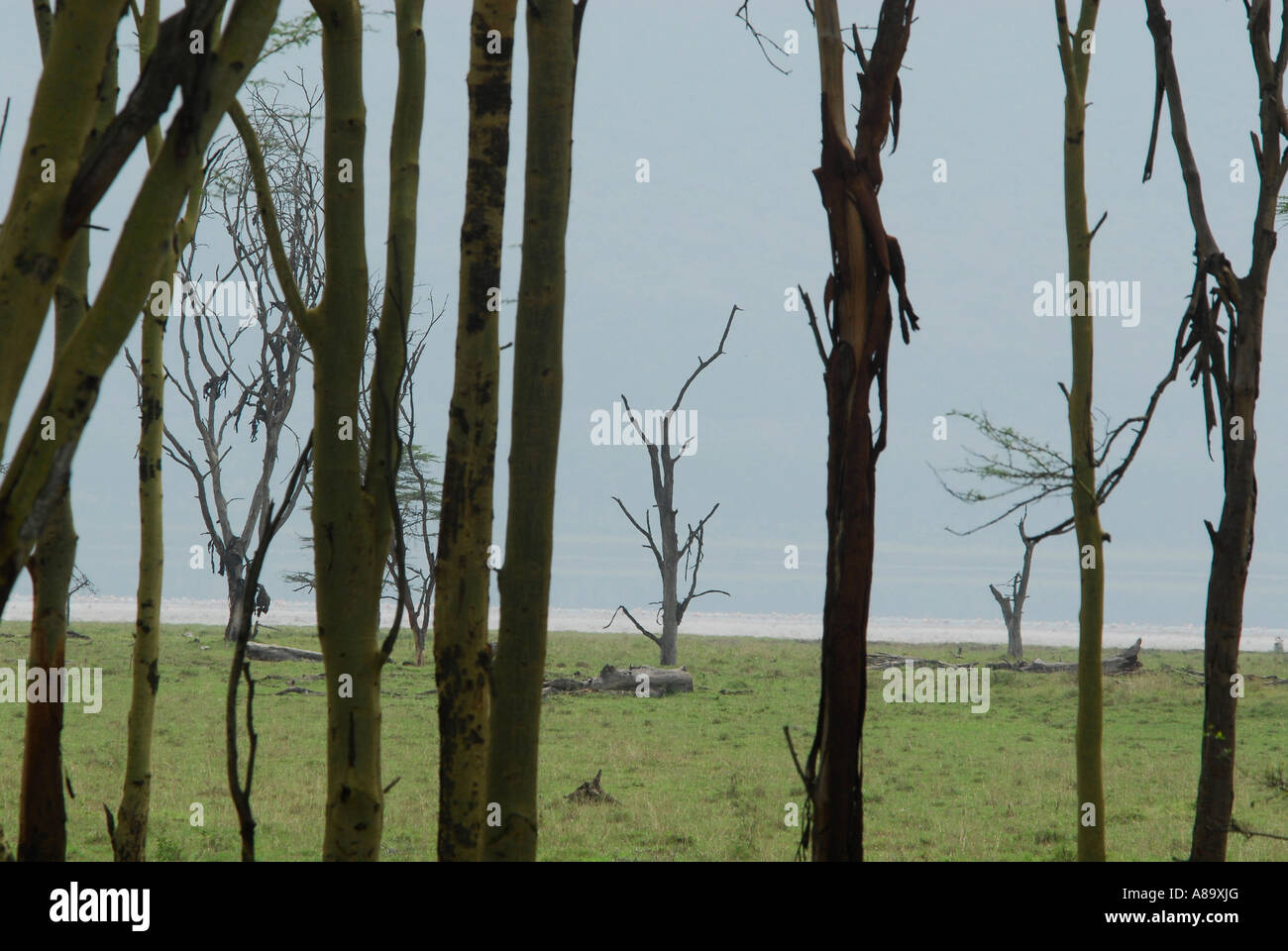 Yellow Barked Fever Trees High Resolution Stock Photography and Images ...