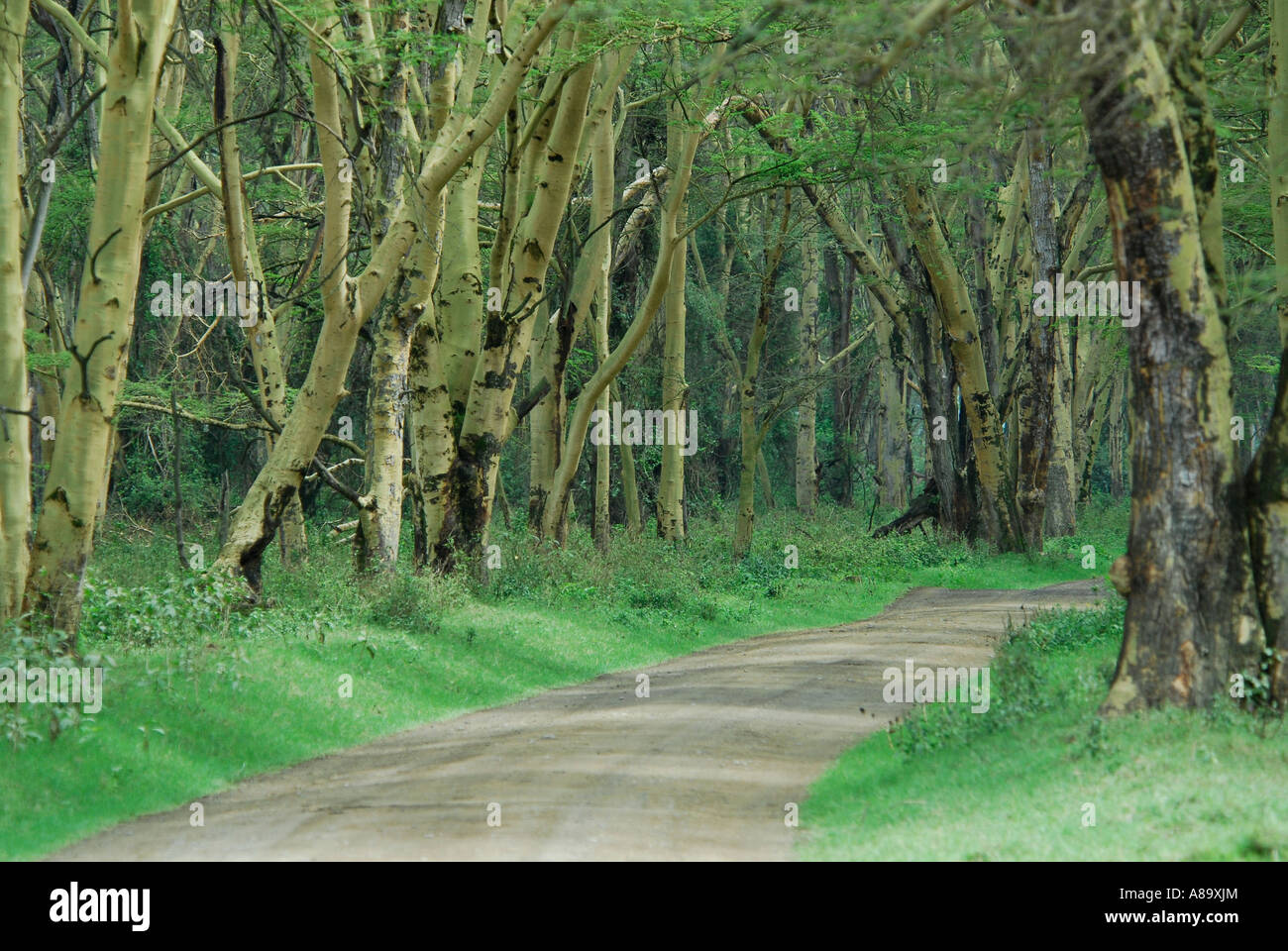 Acacia trees yellow barked acacias also knoan as fever trees Acacia ...