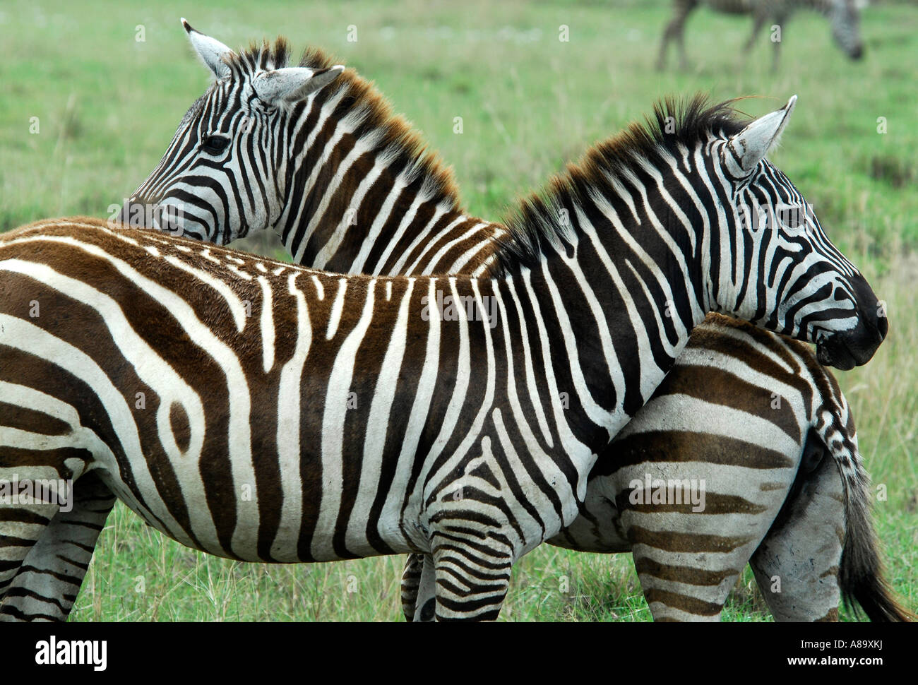 Common zebra Equus quagga Stock Photo - Alamy