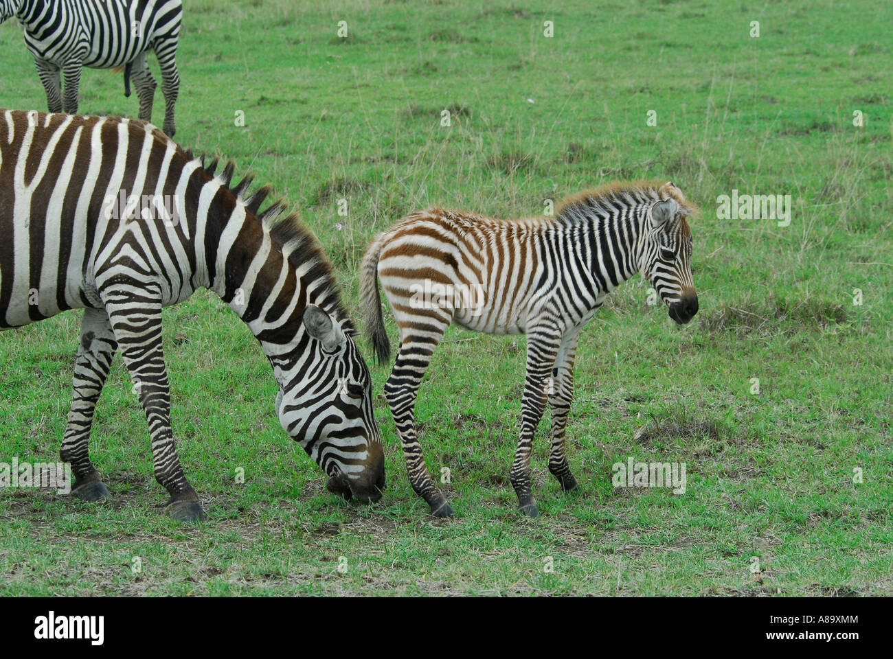 Common zebra Equus quagga Stock Photo - Alamy