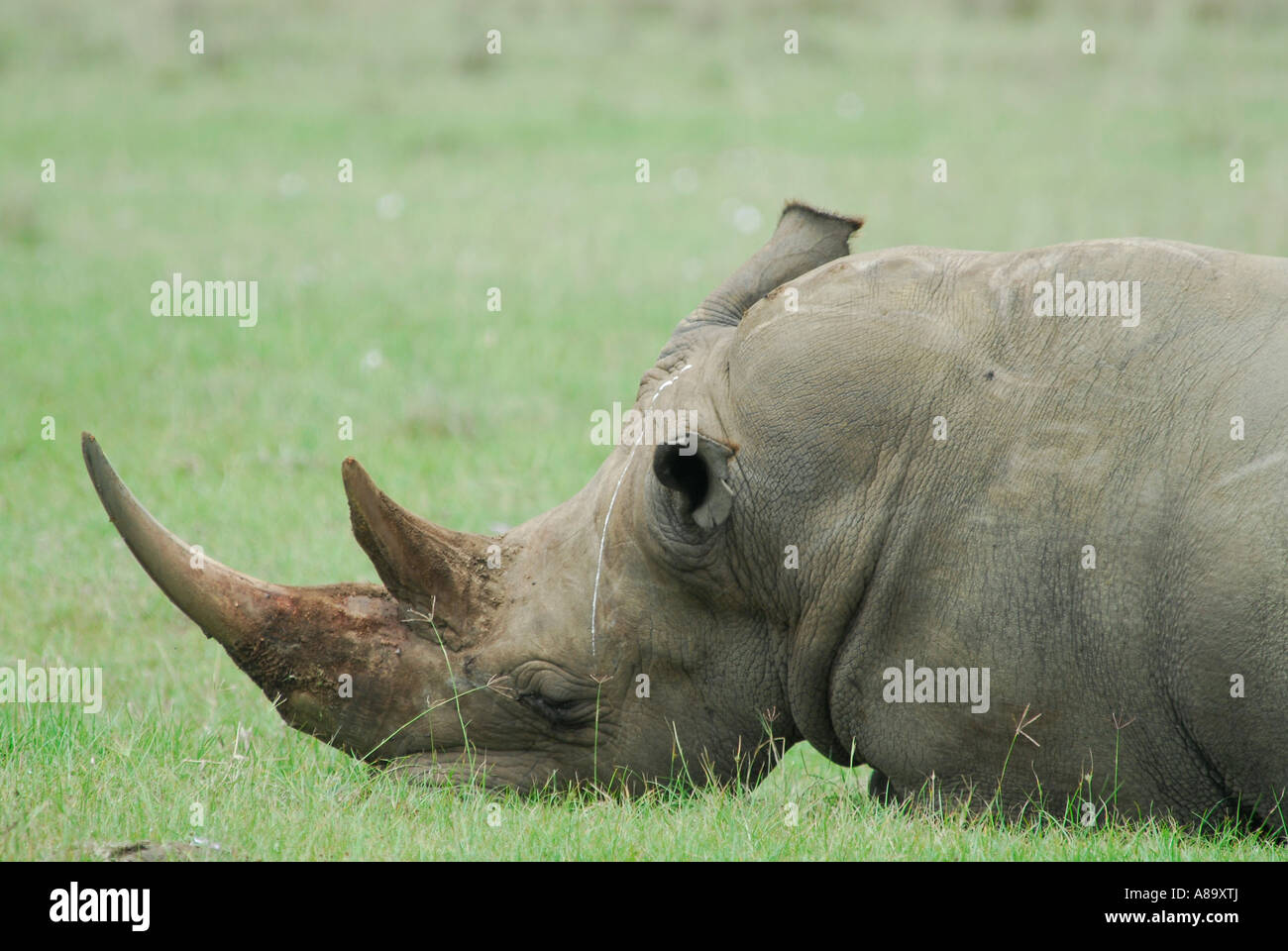 White rhynocero Ceratotherium simum with redbilled oxpeckers looking ...