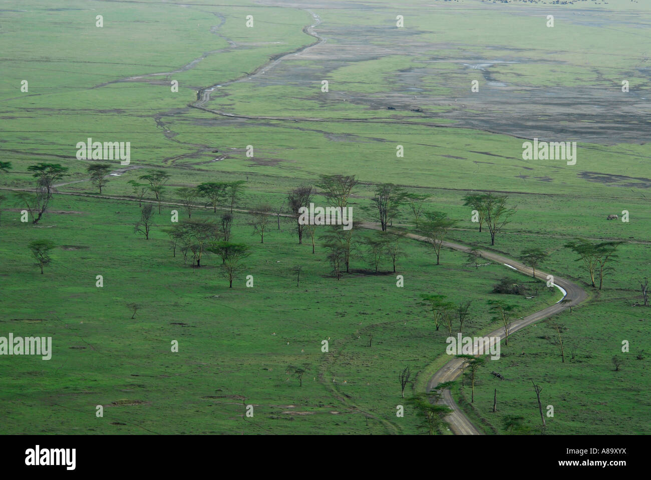 Yellow Barked Fever Trees High Resolution Stock Photography and Images ...