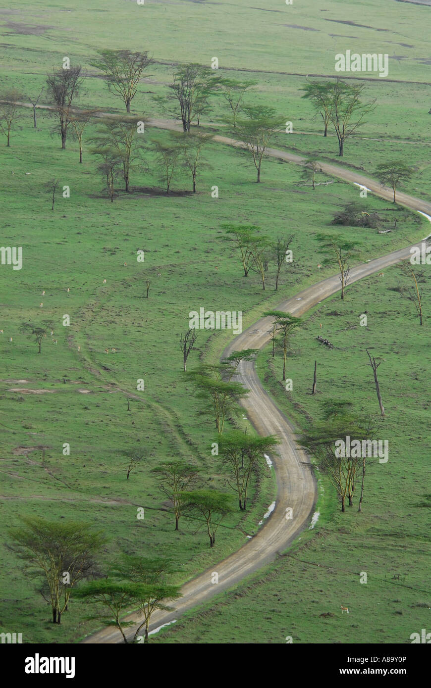 Acacia trees yellow barked acacias also knoan as fever trees Acacia ...