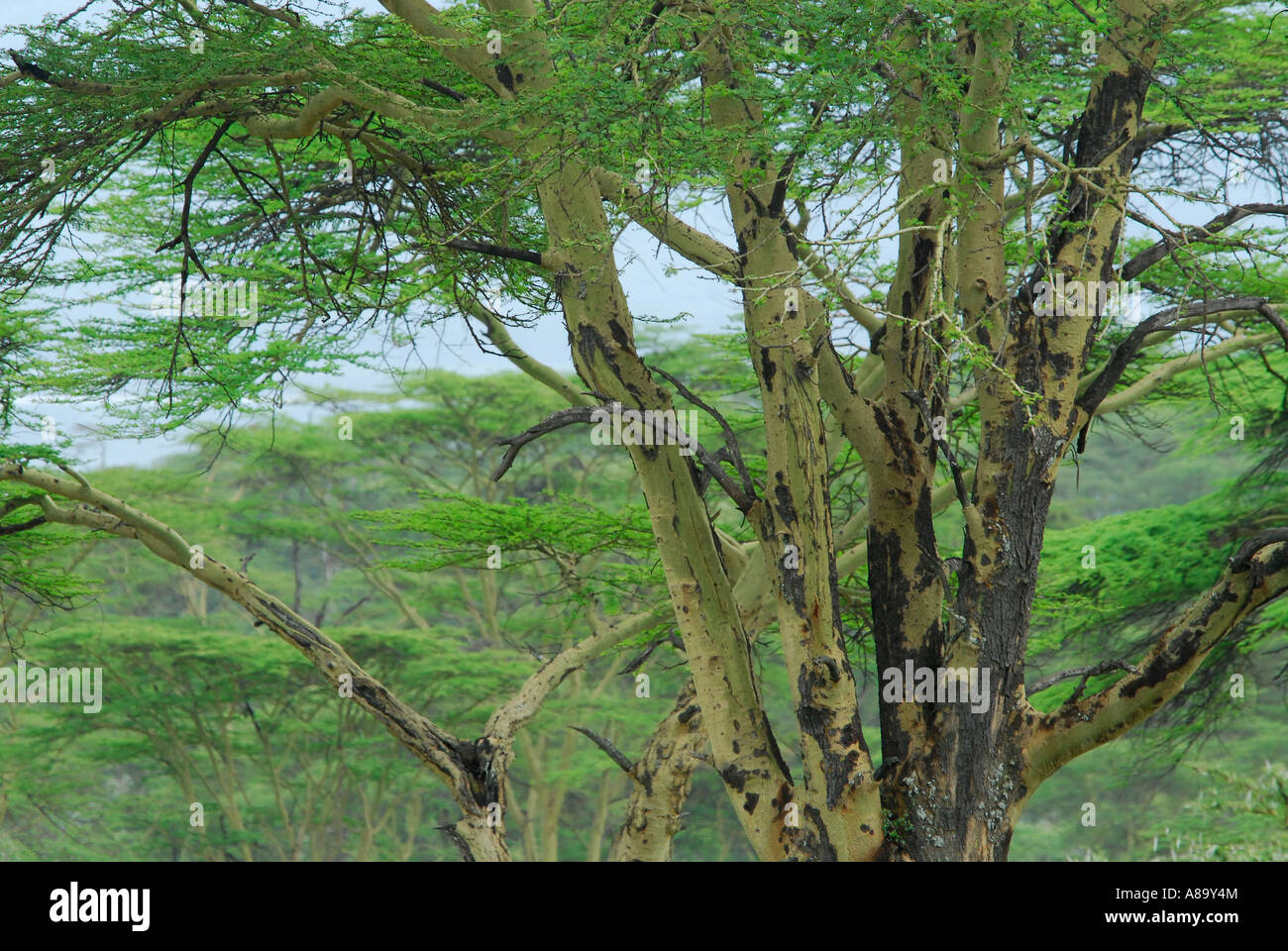 Acacia trees yellow barked acacias also knoan as fever trees Acacia ...