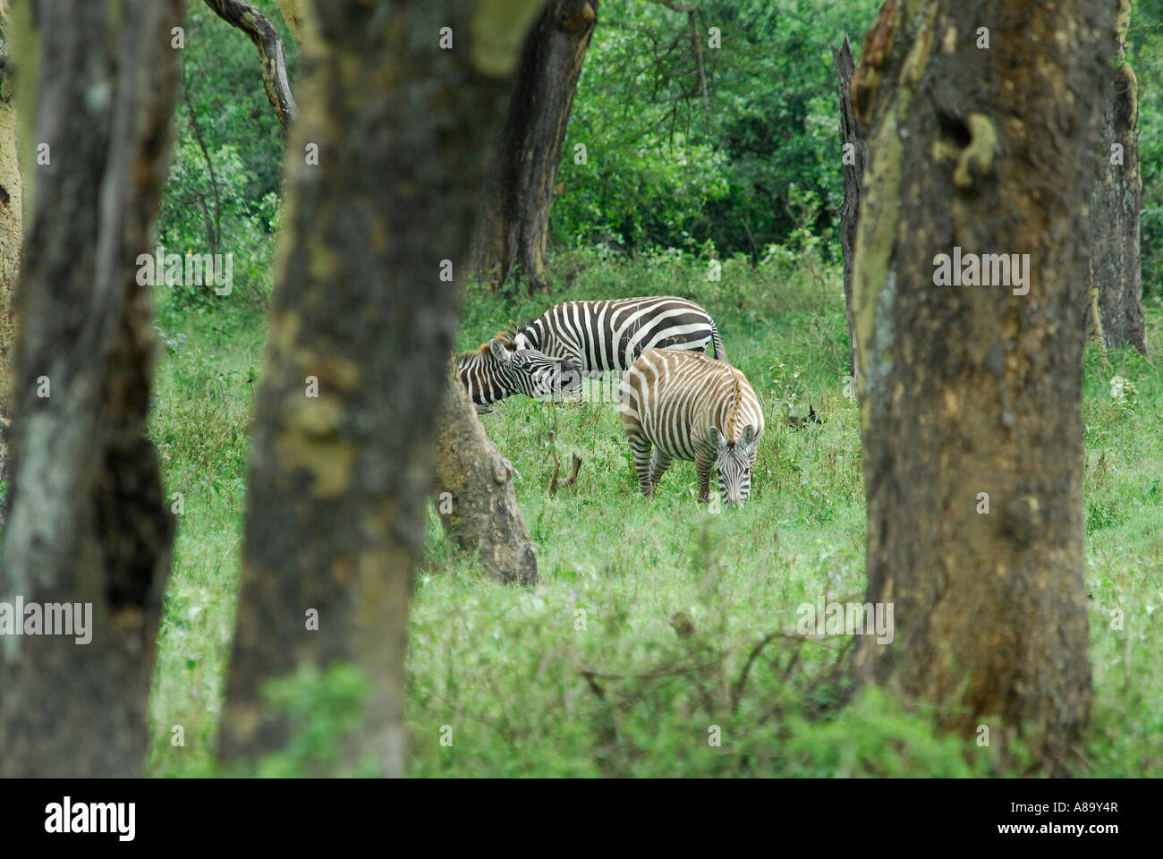 Acacia trees yellow barked acacias also knoan as fever trees Acacia ...