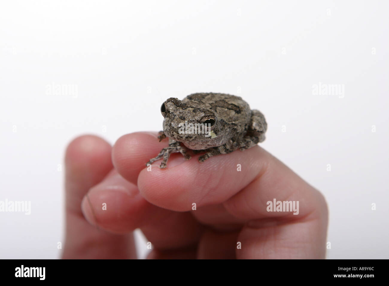 Dissect frog hi-res stock photography and images - Alamy