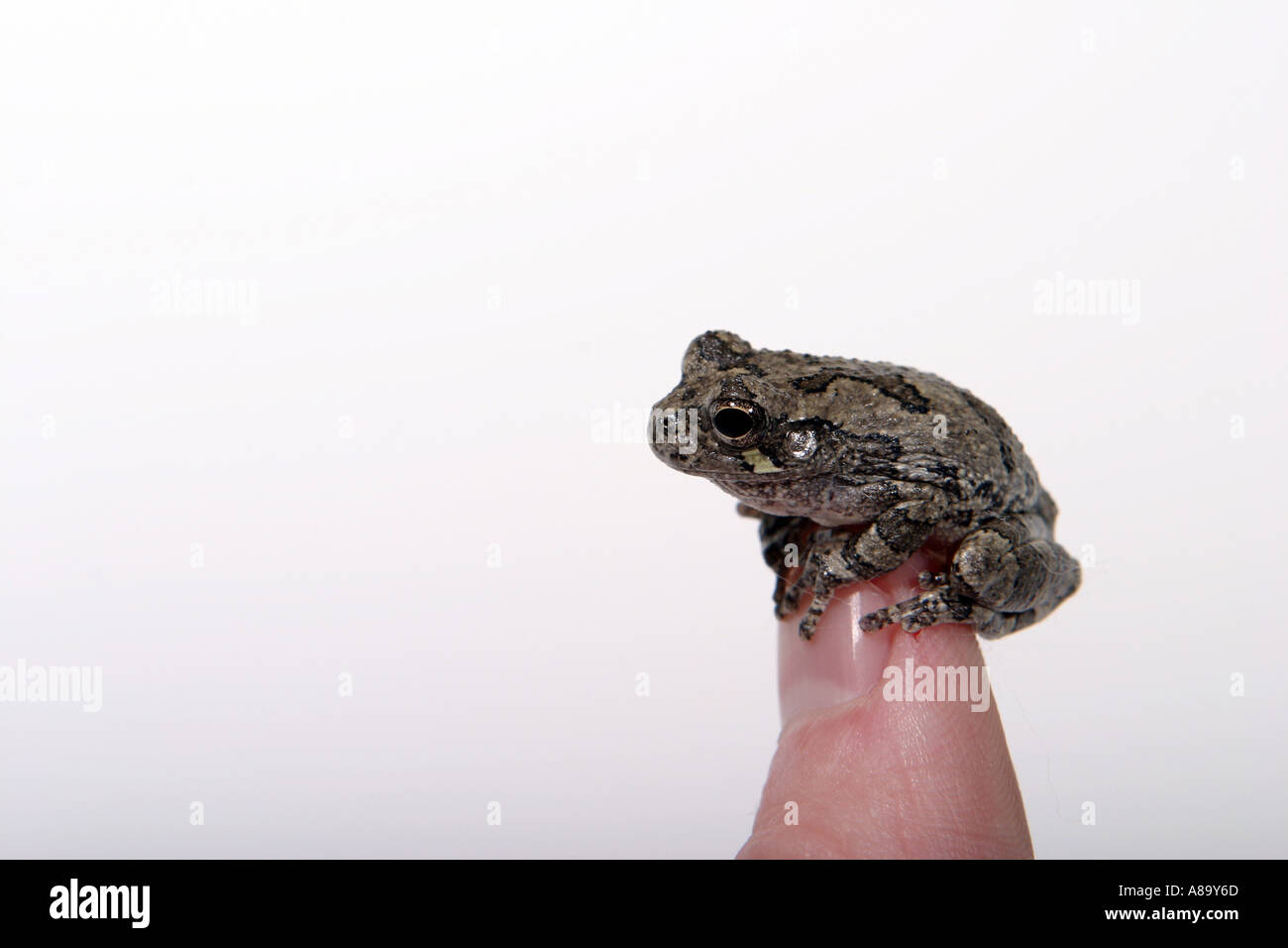 Dissect frog hi-res stock photography and images - Alamy