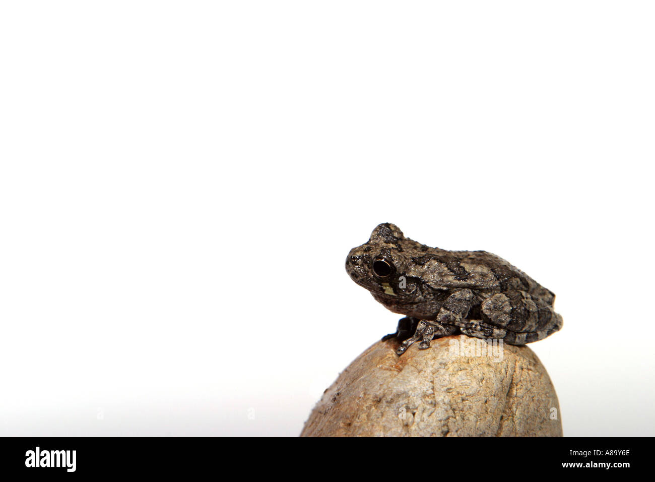 Dissect frog hi-res stock photography and images - Alamy