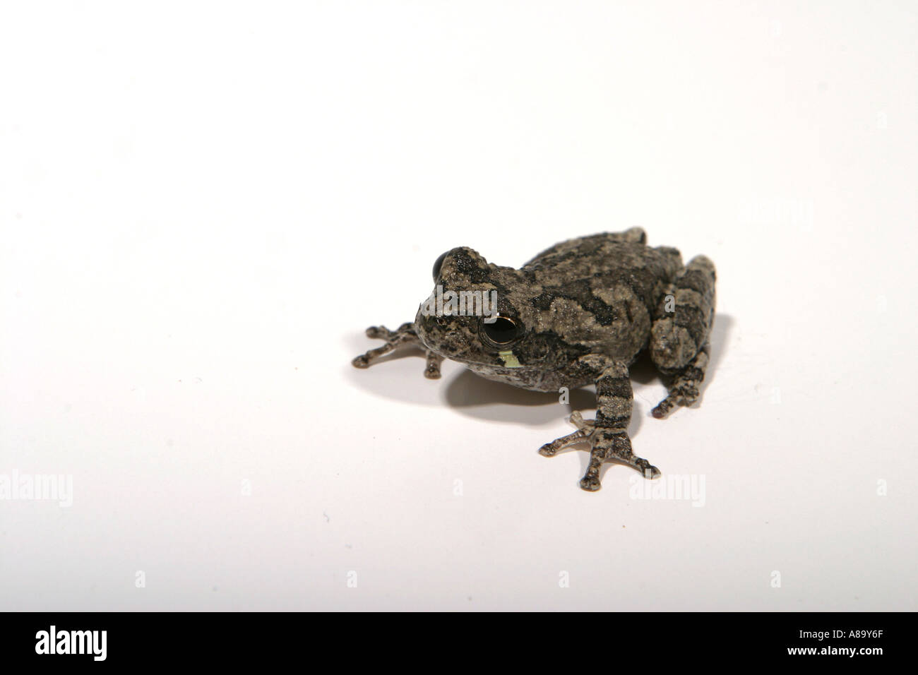 Dissect frog hi-res stock photography and images - Alamy