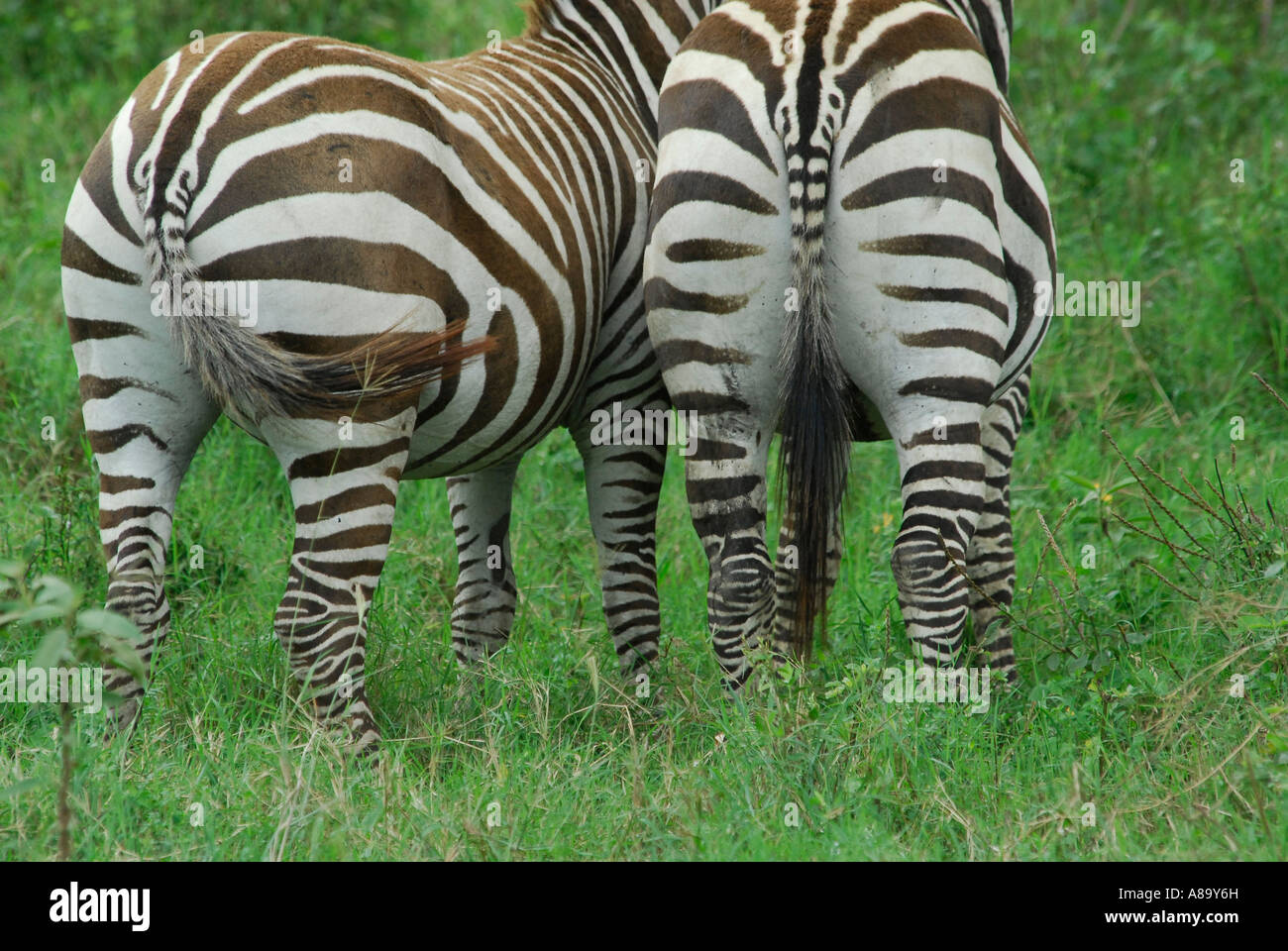 Common zebra Equus quagga Stock Photo - Alamy