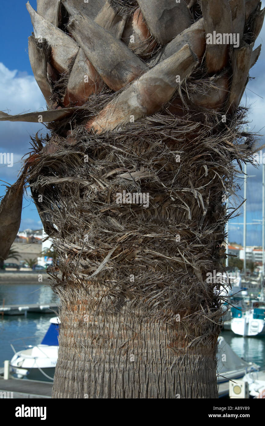 Texture and detail in the trunk of a Palm Tree Stock Photo - Alamy