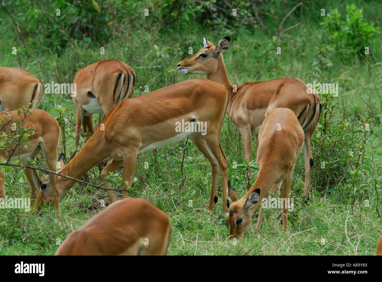 africa African animal animals developing country exotic kenya lake Lake ...