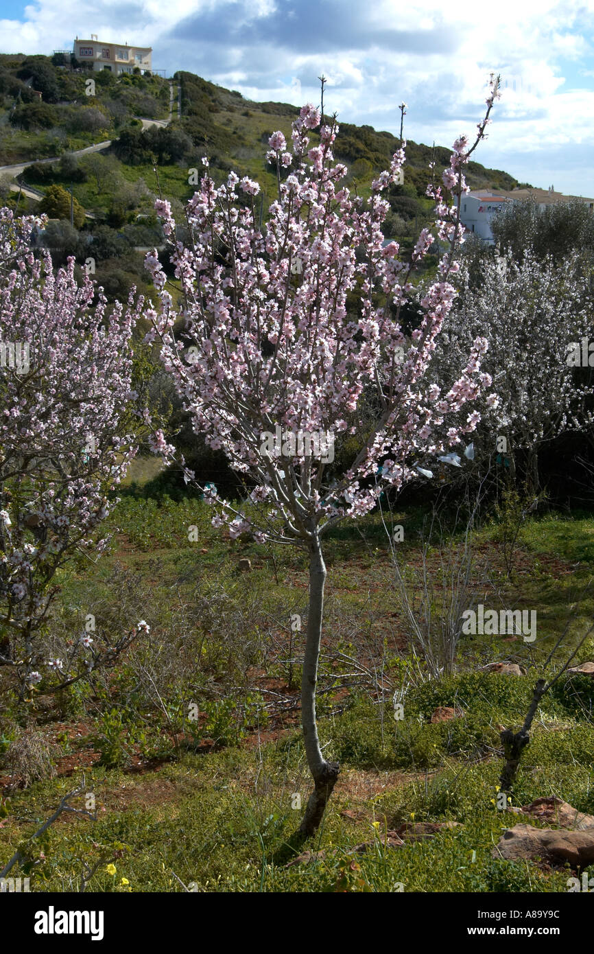 Single Almond tree in full blossom Stock Photo - Alamy