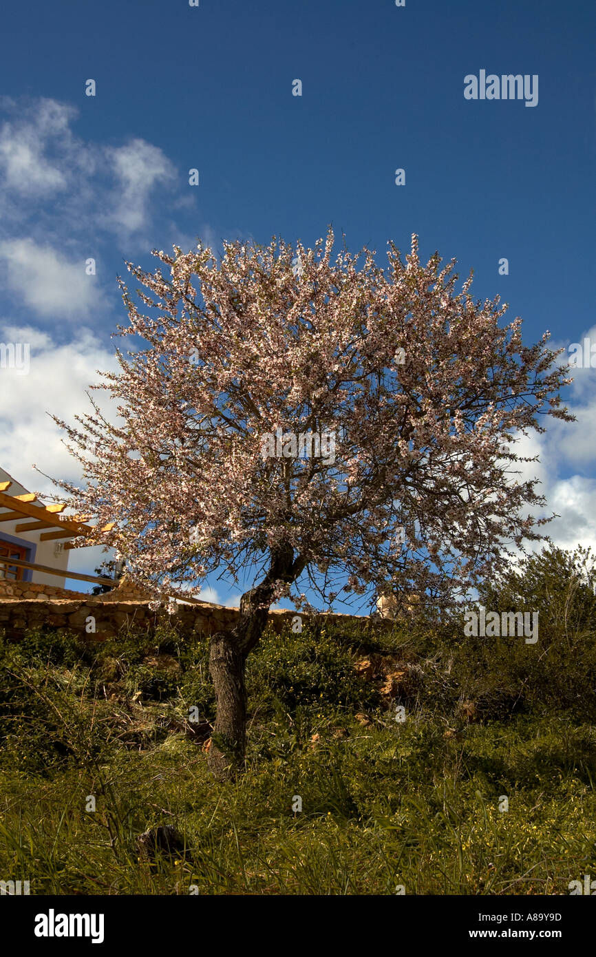 Single Almond tree in full flower Stock Photo - Alamy