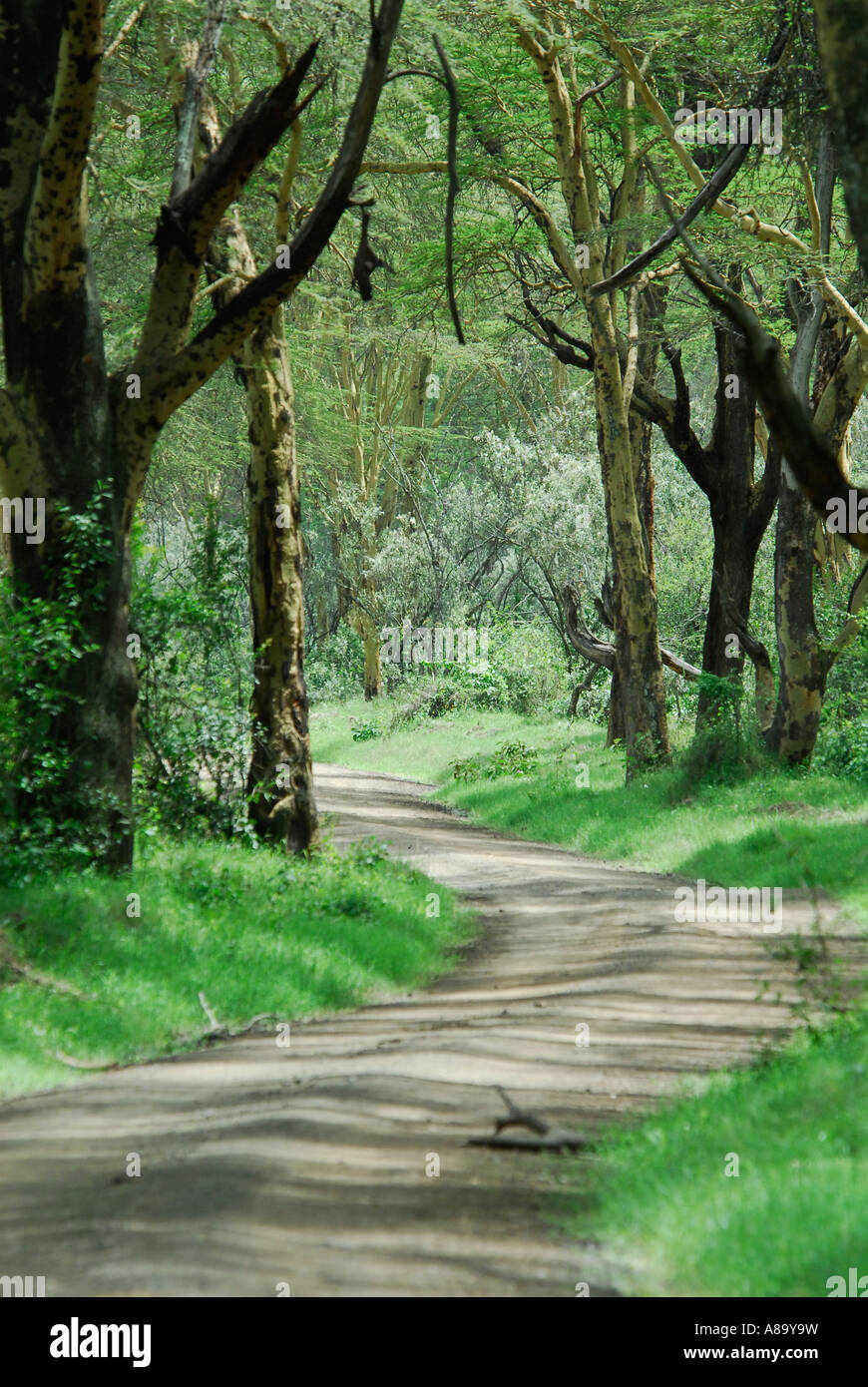 Acacia trees yellow barked acacias also knoan as fever trees Acacia ...