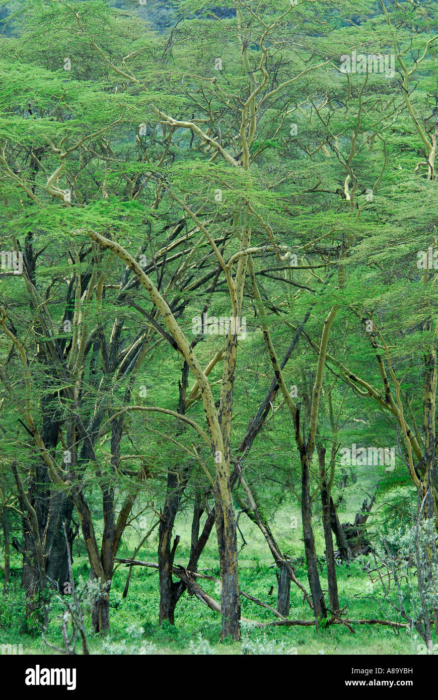 Acacia trees yellow barked acacias also knoan as fever trees Acacia ...