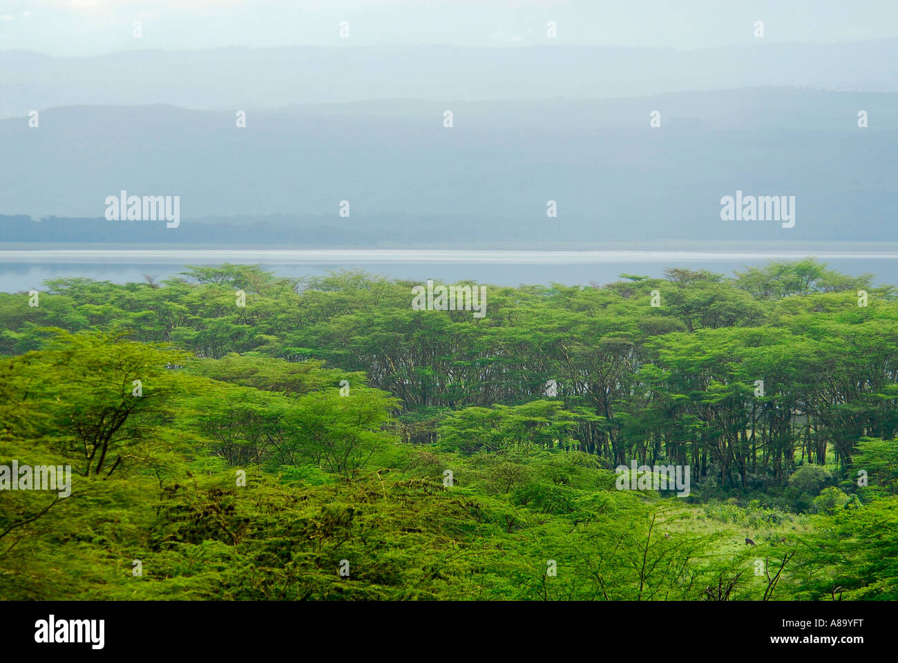 Acacia trees yellow barked acacias also knoan as fever trees Acacia ...
