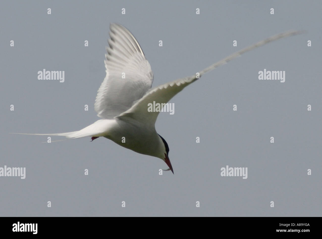 Arctic Tern, Sterna paradisaea in flight Stock Photo - Alamy