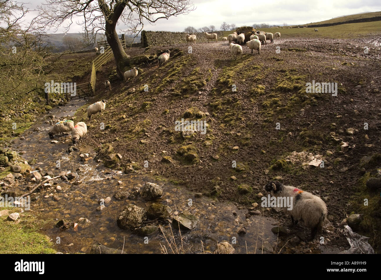 UK Yorkshire Wharfedale hillfarm sheep drinking from Rowley beck Stock ...