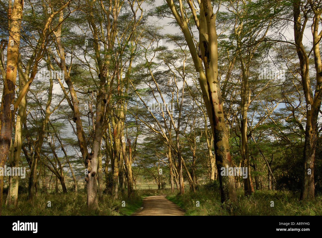 Acacia trees yellow barked acacias also knoan as fever trees Acacia ...