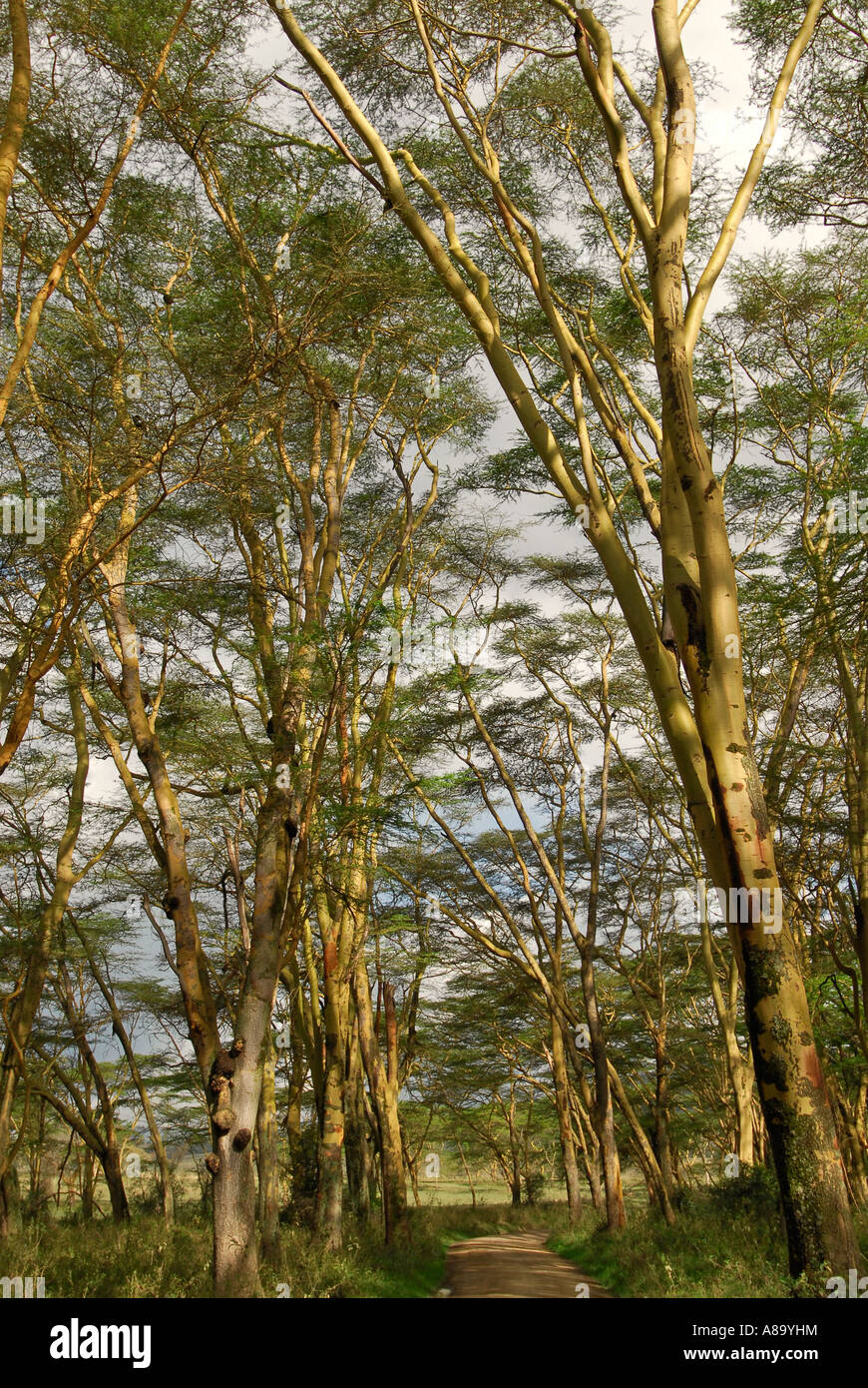 Yellow Barked Fever Trees High Resolution Stock Photography and Images ...