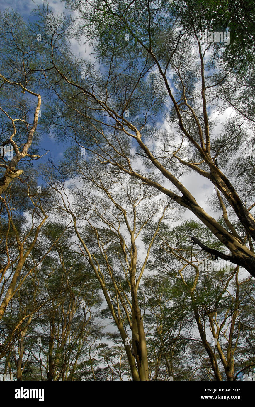 Yellow Barked Fever Trees High Resolution Stock Photography and Images ...