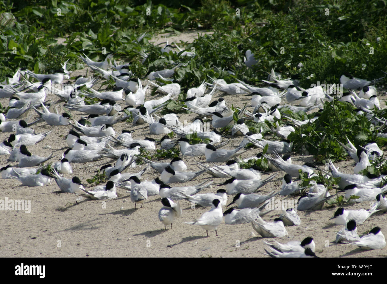 Sandwich Tern, Sterna sandvicensis, breeding colony on Inner Farne ...