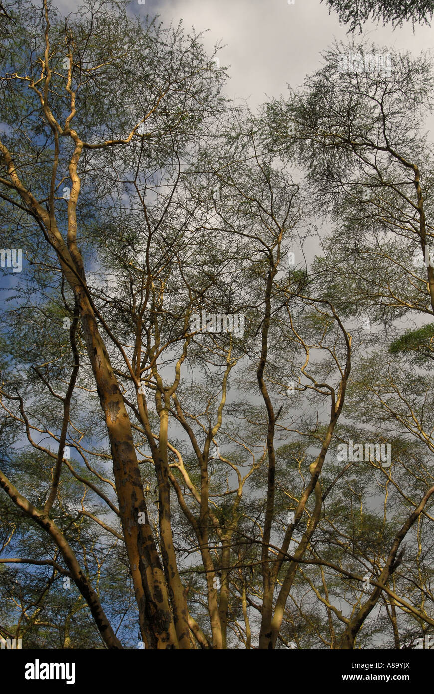 Fever acacias hi-res stock photography and images - Alamy