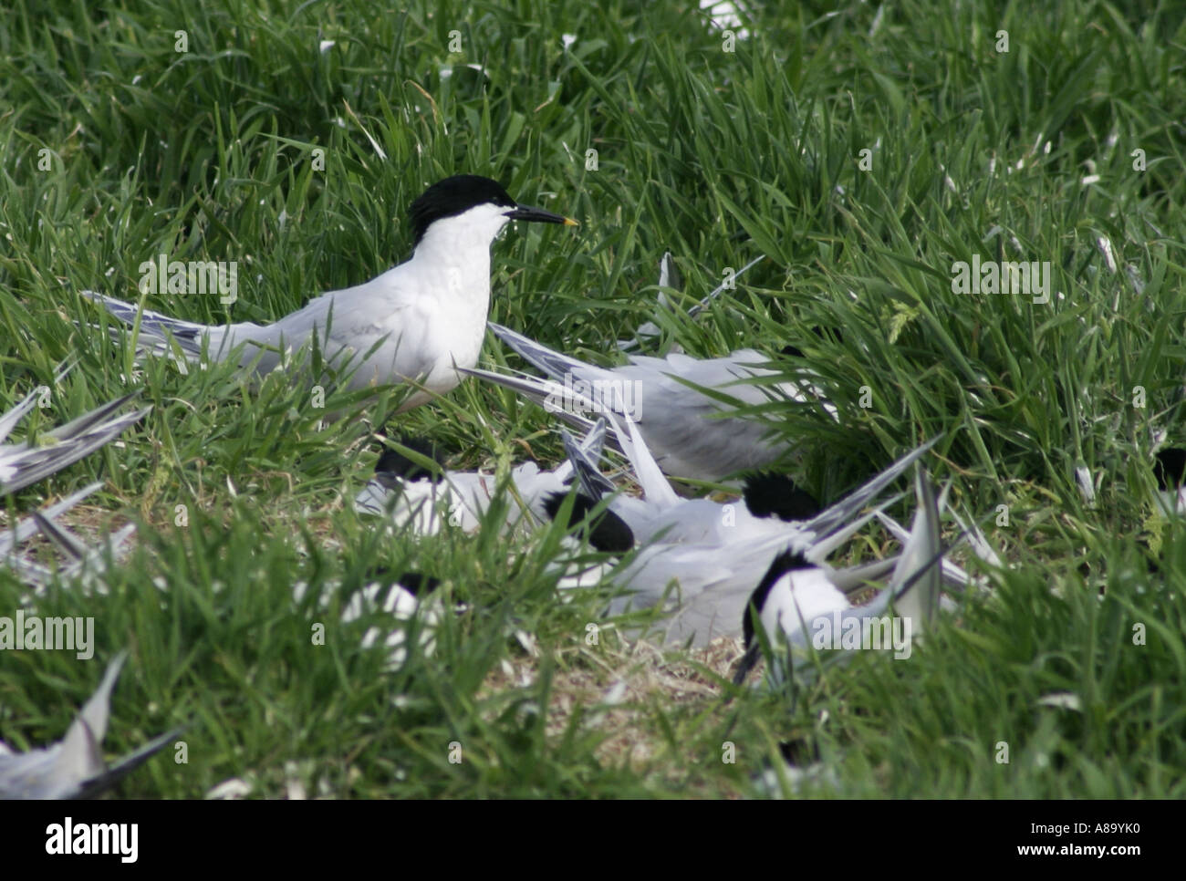 Sandwich Tern, Sterna sandvicensis, breeding colony Stock Photo - Alamy
