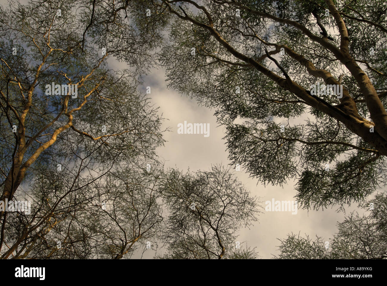 Acacia trees yellow barked acacias also knoan as fever trees Acacia ...