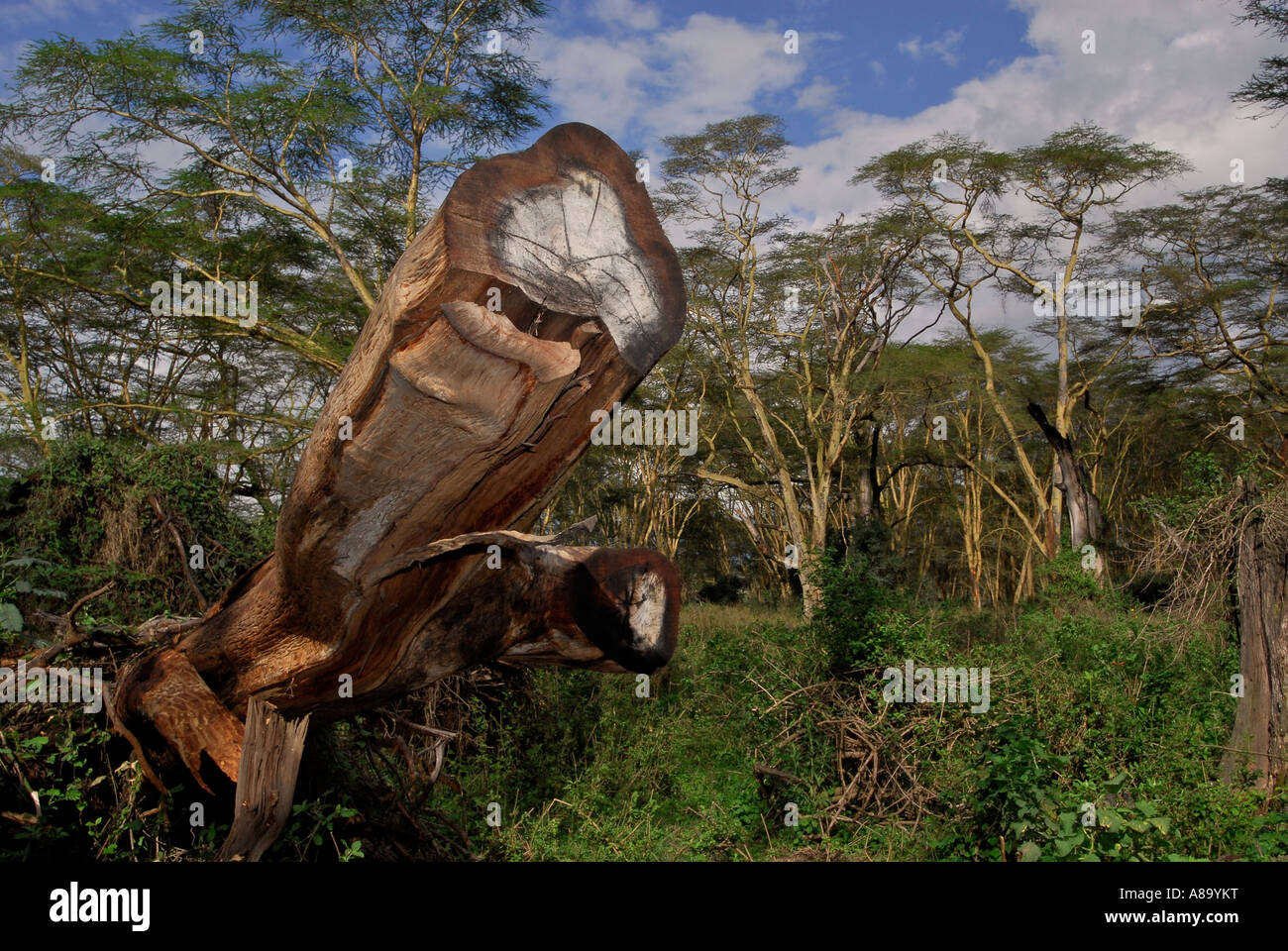 Acacia trees yellow barked acacias also knoan as fever trees Acacia ...