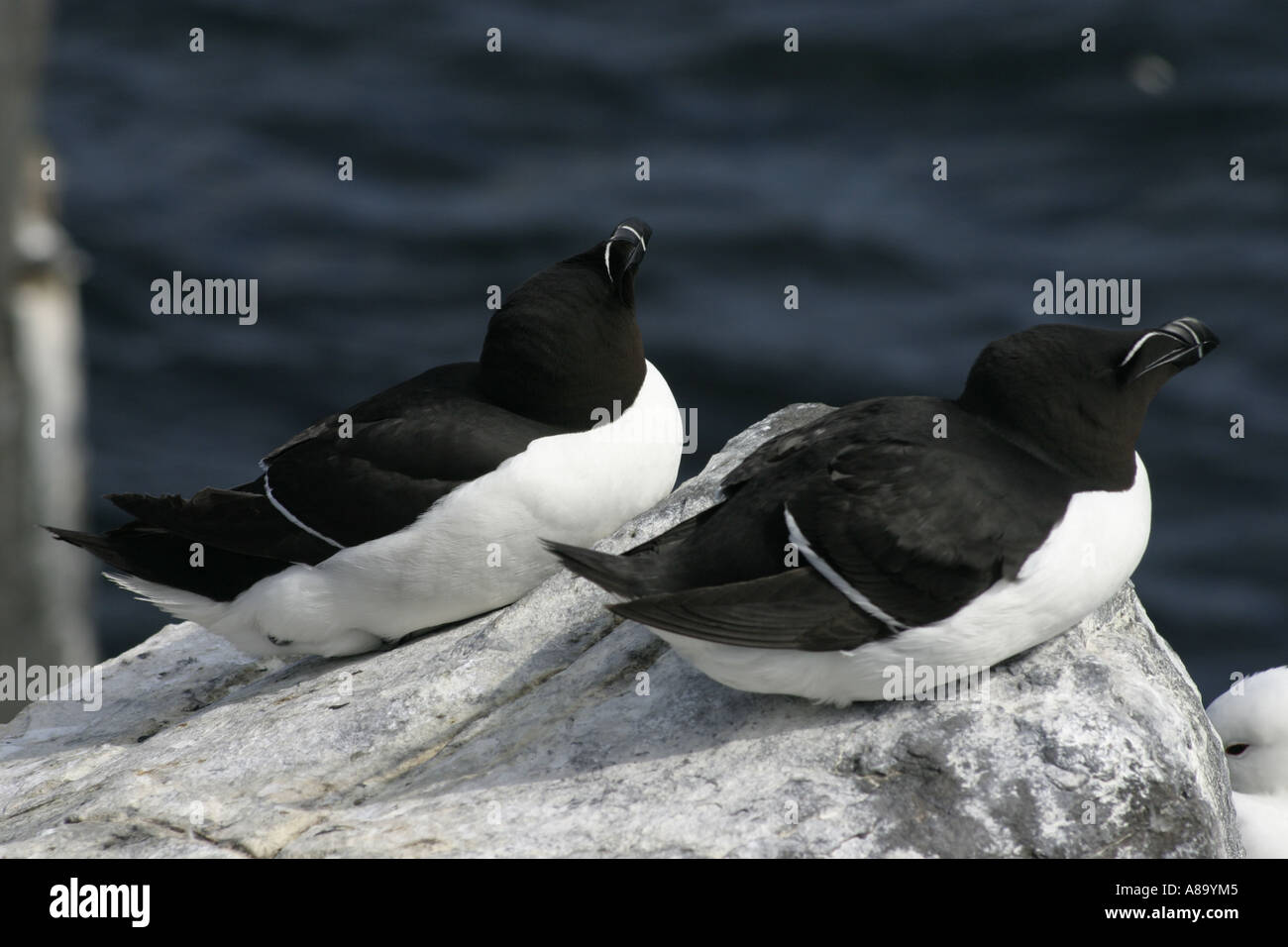 A pair of Razorbills Stock Photo - Alamy