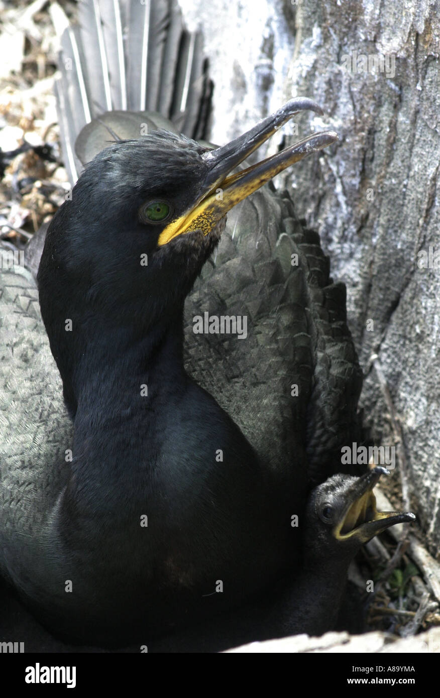 Shag with chick Stock Photo - Alamy