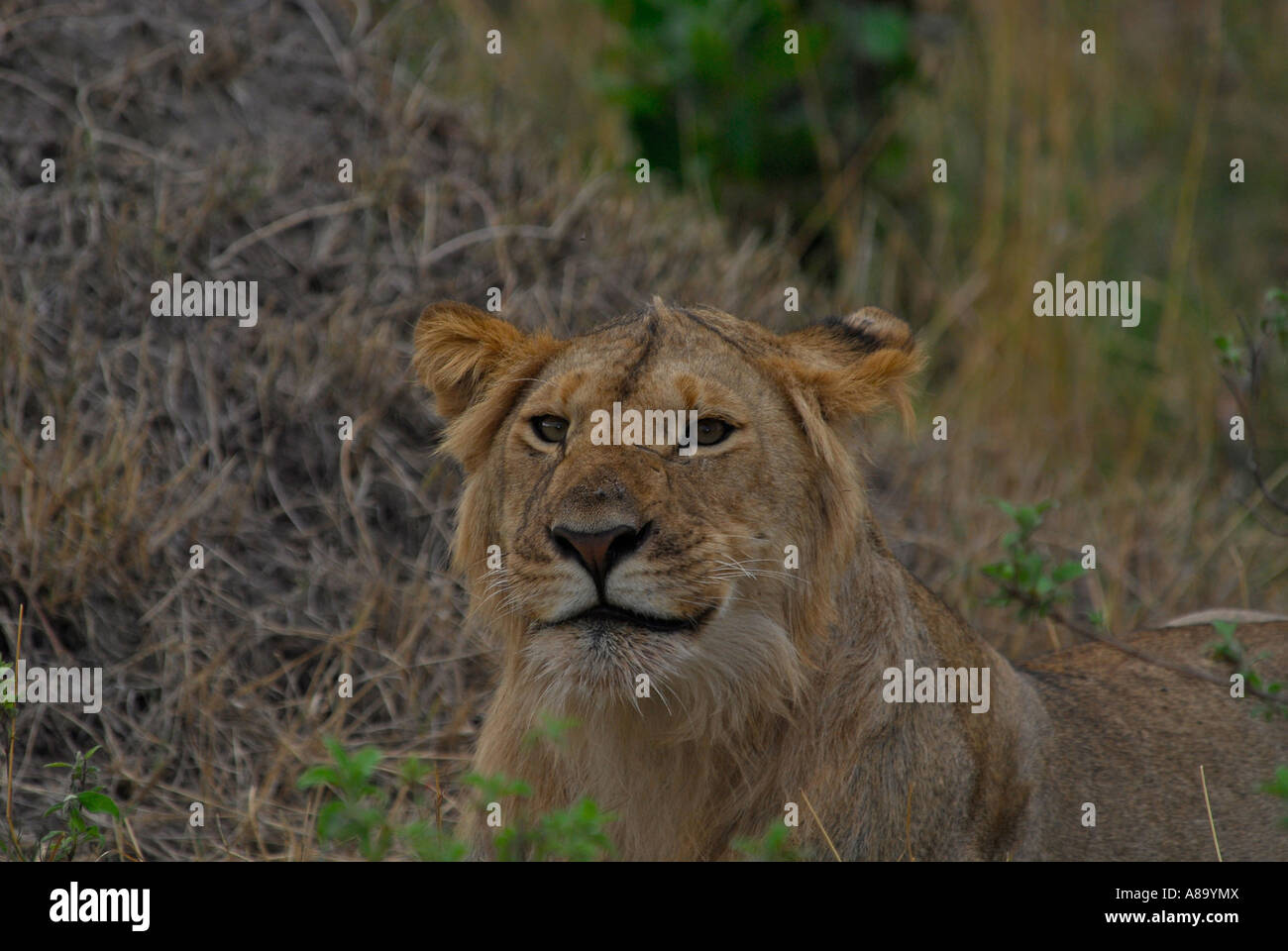 Lion Panthera leo Masai Mara National Park Kenya Africa Stock Photo - Alamy