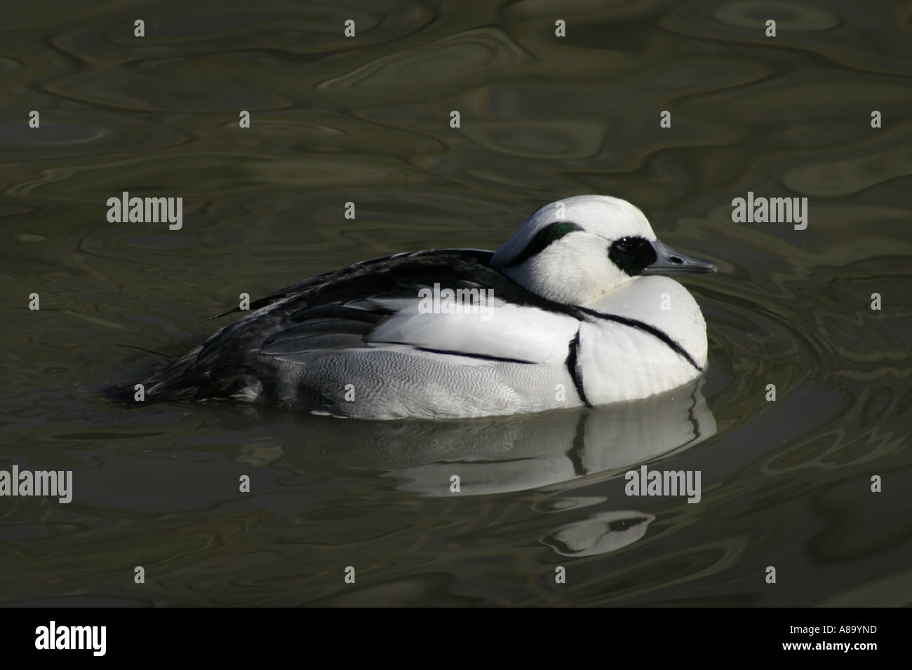 Male smew duck hi-res stock photography and images - Alamy